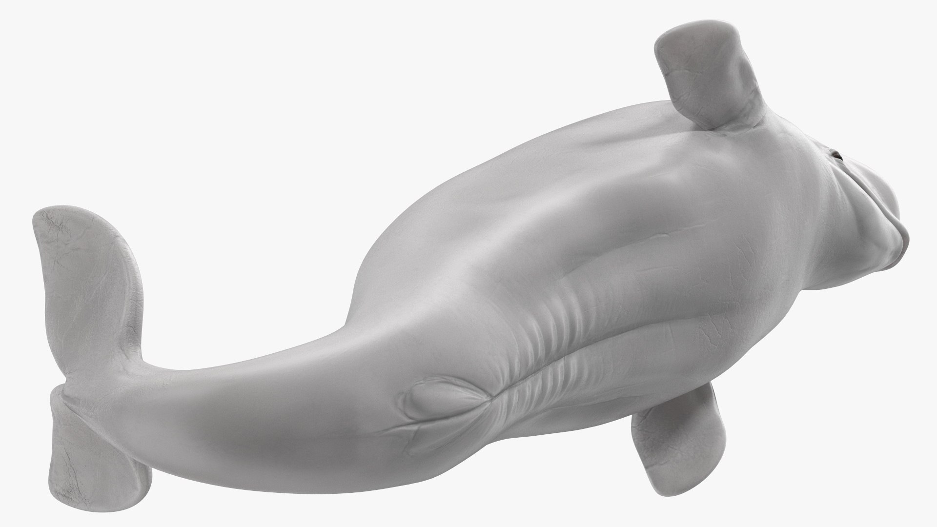 Beluga Whale Young Performance Pose 3D - TurboSquid 2027963