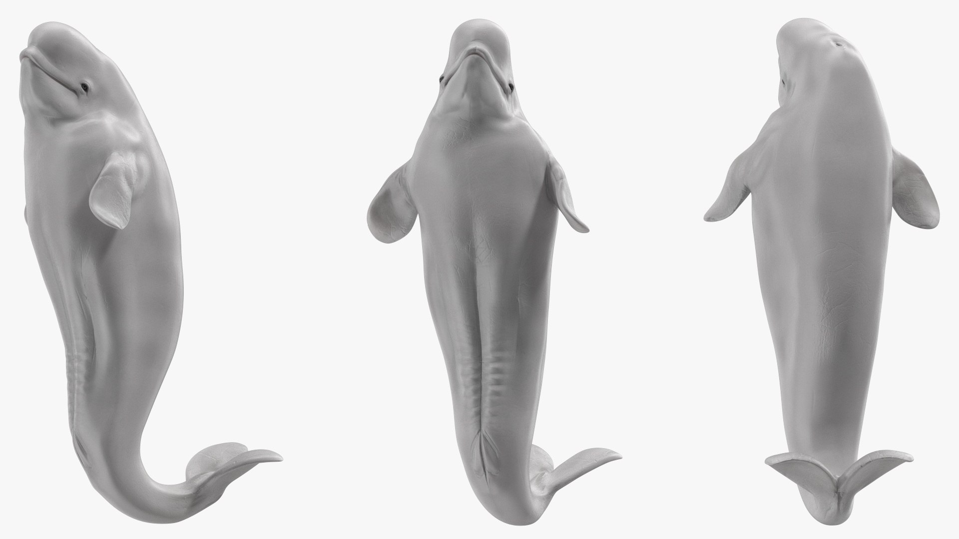 Beluga Whale Young Performance Pose 3D - TurboSquid 2027963