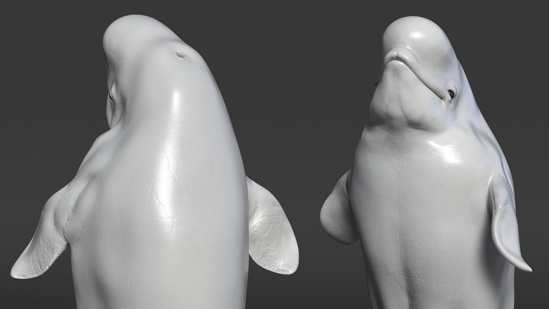 Beluga Whale Young Performance Pose 3D - TurboSquid 2027963