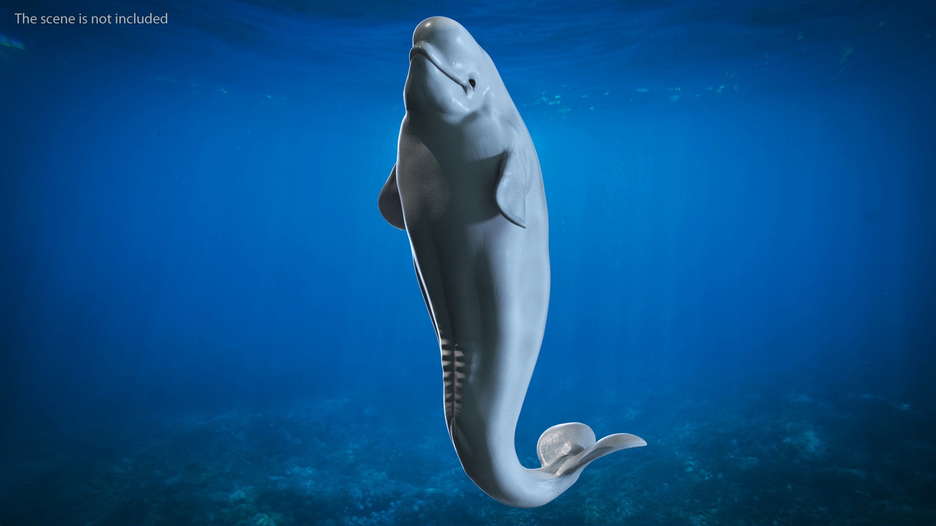 Beluga Whale Young Performance Pose 3D - TurboSquid 2027963