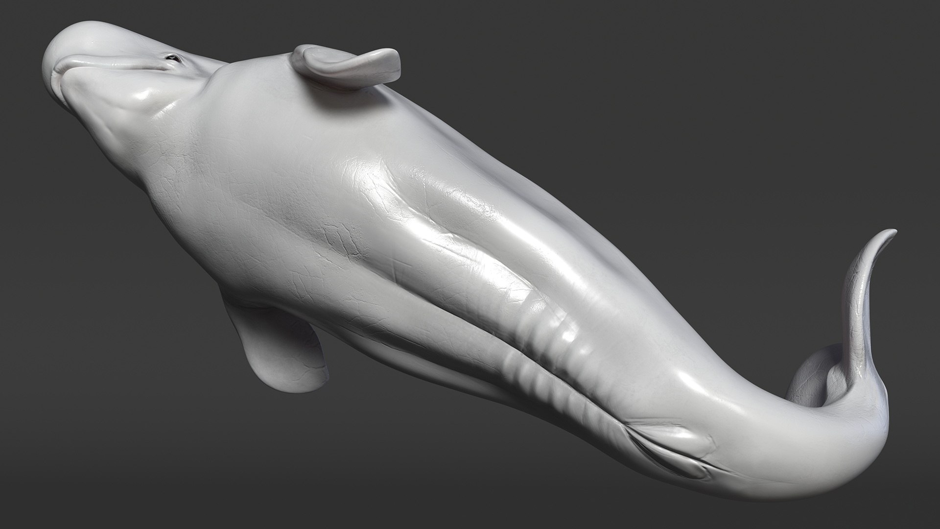 Beluga Whale Young Performance Pose 3D - TurboSquid 2027963