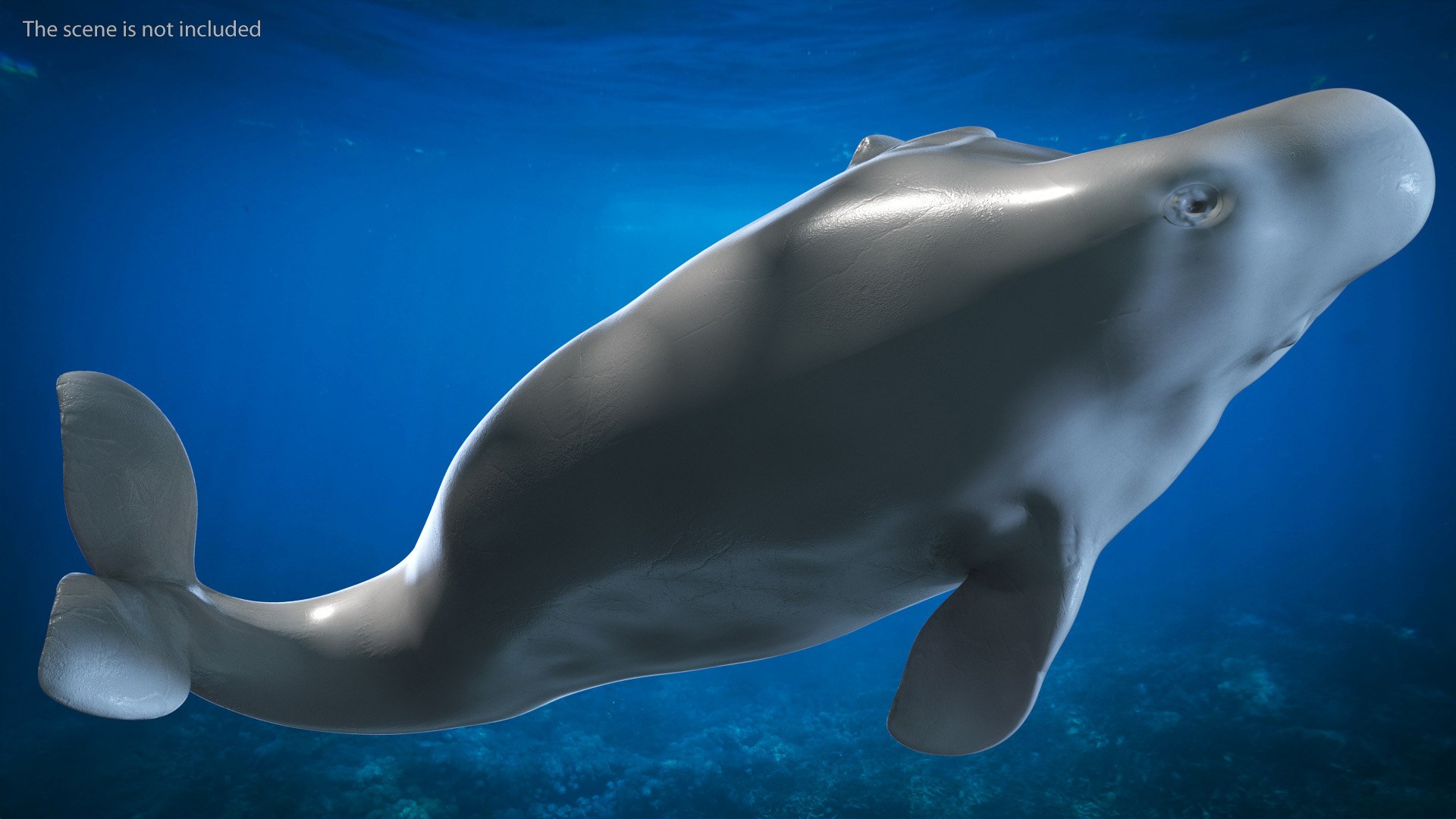 Beluga Whale Young Performance Pose 3D - TurboSquid 2027963