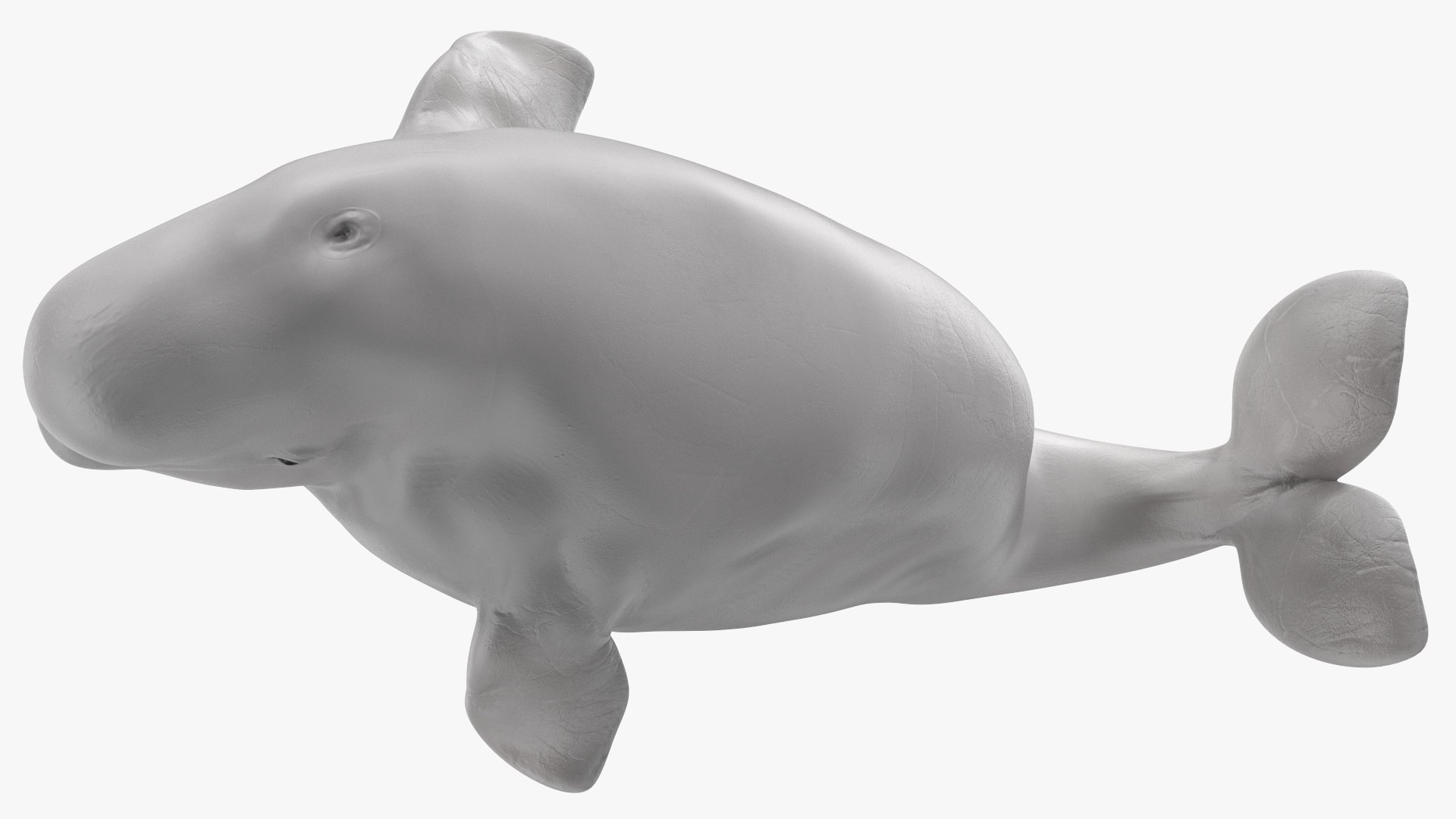 Beluga Whale Young Performance Pose 3D - TurboSquid 2027963