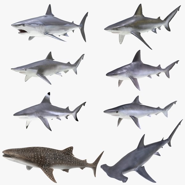 Mako Shark 3D Models for Download | TurboSquid