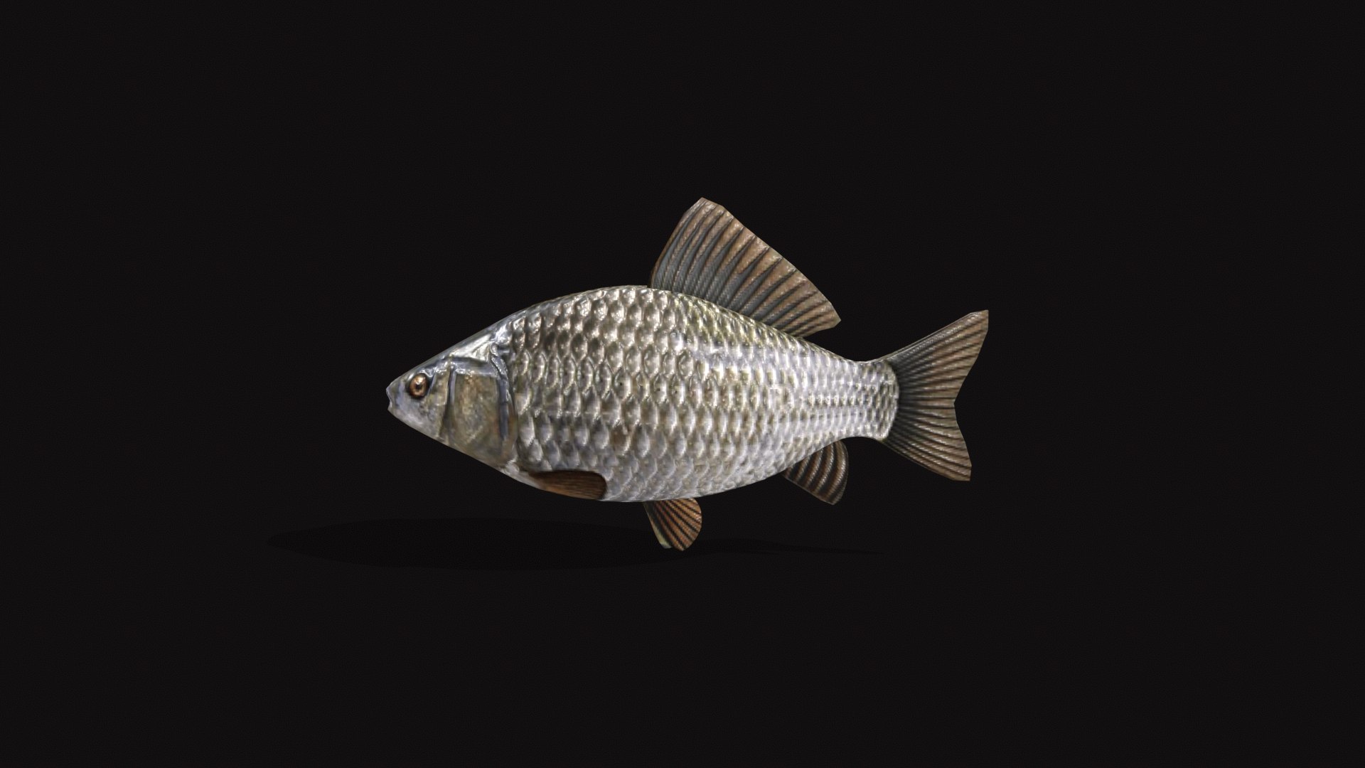 3D Medieval Fish 01 Model - TurboSquid 2326193