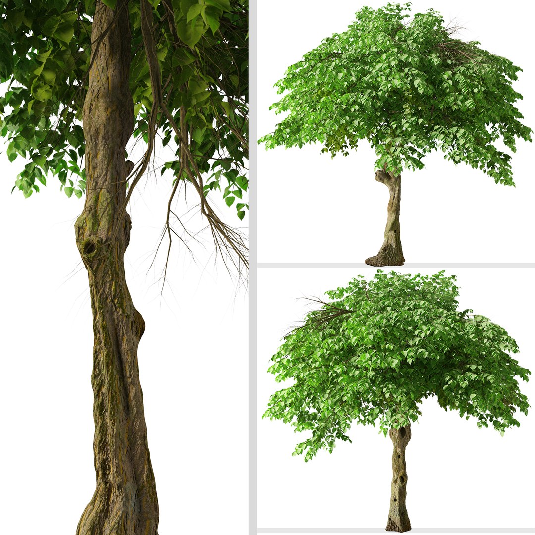 Set Of Catalpa Bungei Or Manchurian Catalpa Tree 3D Model - TurboSquid ...