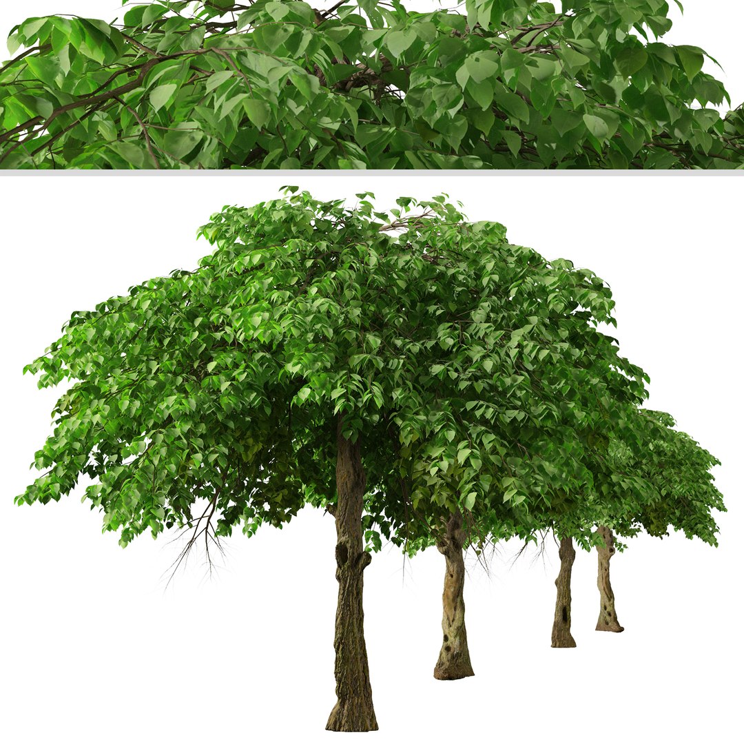 Set Of Catalpa Bungei Or Manchurian Catalpa Tree 3D Model - TurboSquid ...