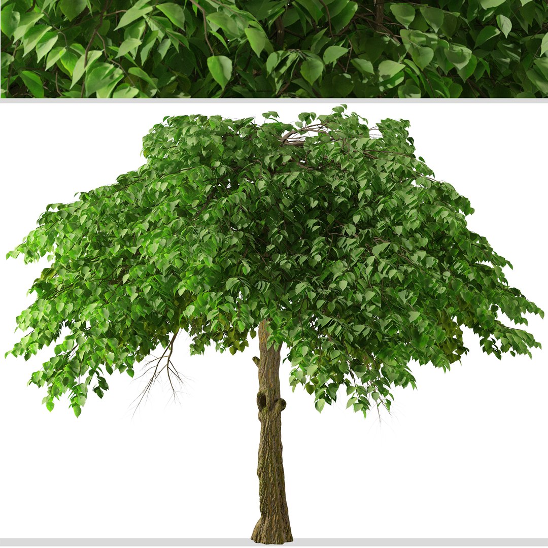 Set of Catalpa bungei or Manchurian catalpa Tree 3D model - TurboSquid ...
