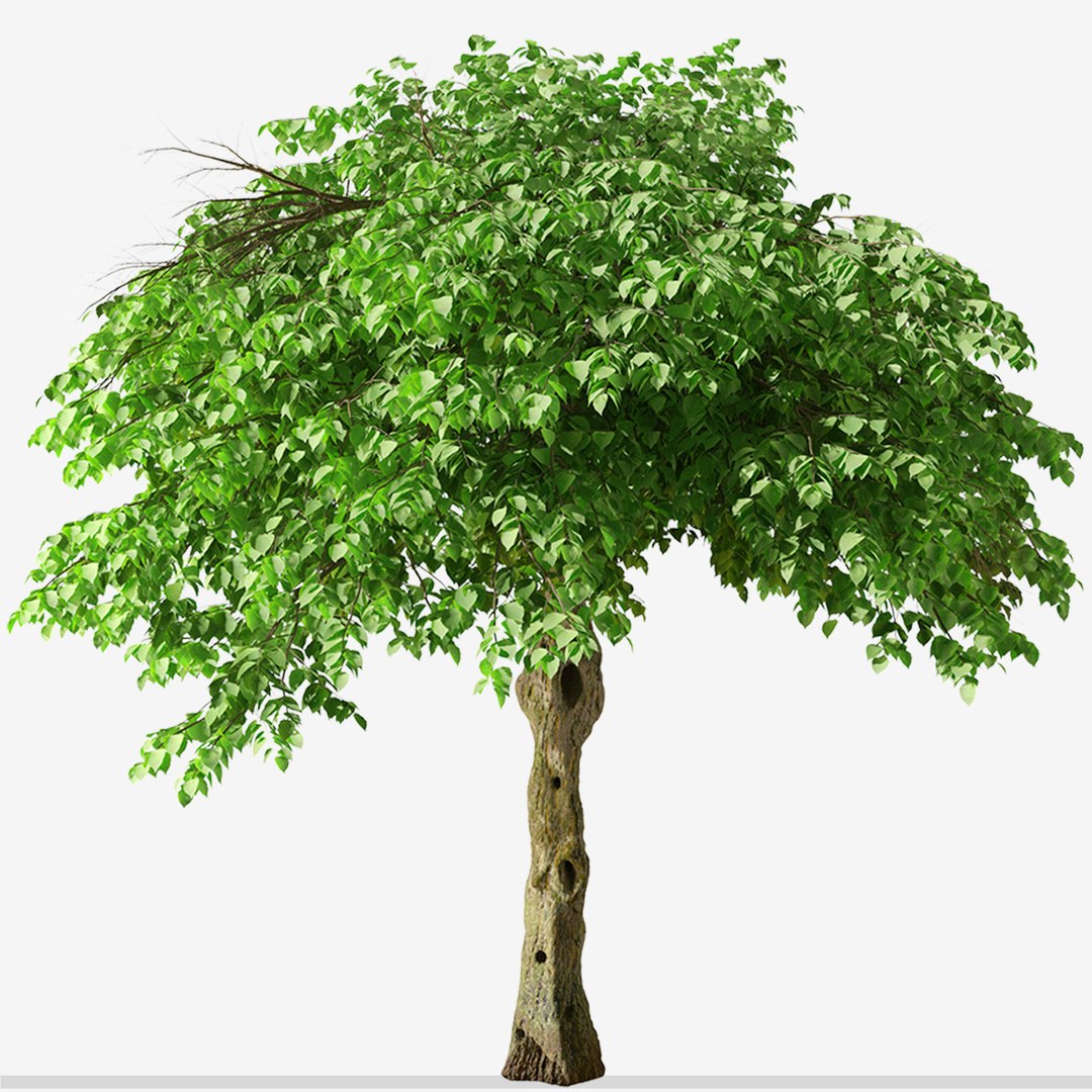 Set Of Catalpa Bungei Or Manchurian Catalpa Tree 3D Model - TurboSquid ...