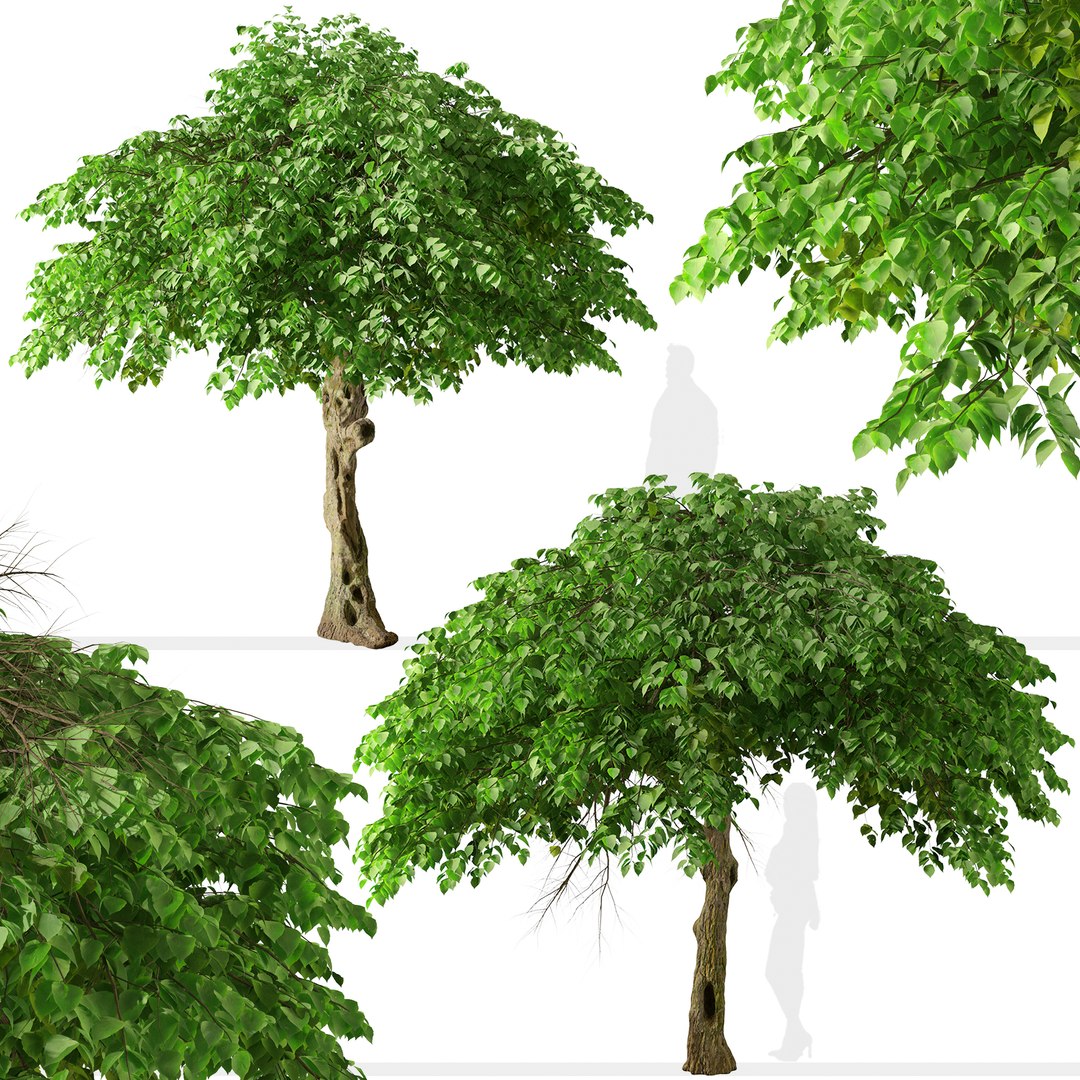 Set Of Catalpa Bungei Or Manchurian Catalpa Tree 3D Model - TurboSquid ...