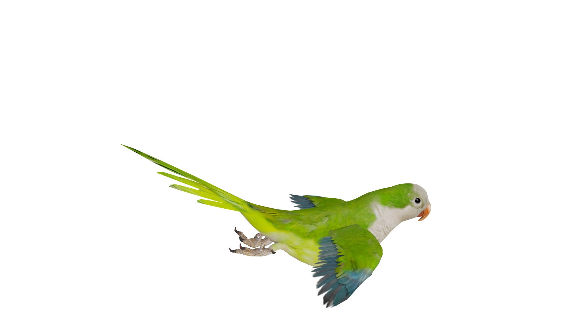 Monk Quaker Parrot Bird 3D Model - TurboSquid 2340060