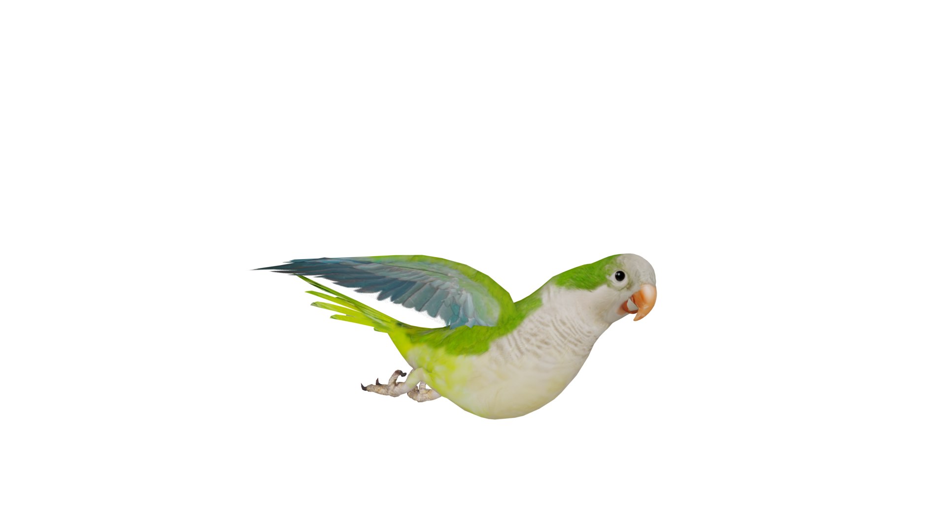 Monk Quaker Parrot Bird 3D Model - TurboSquid 2340060