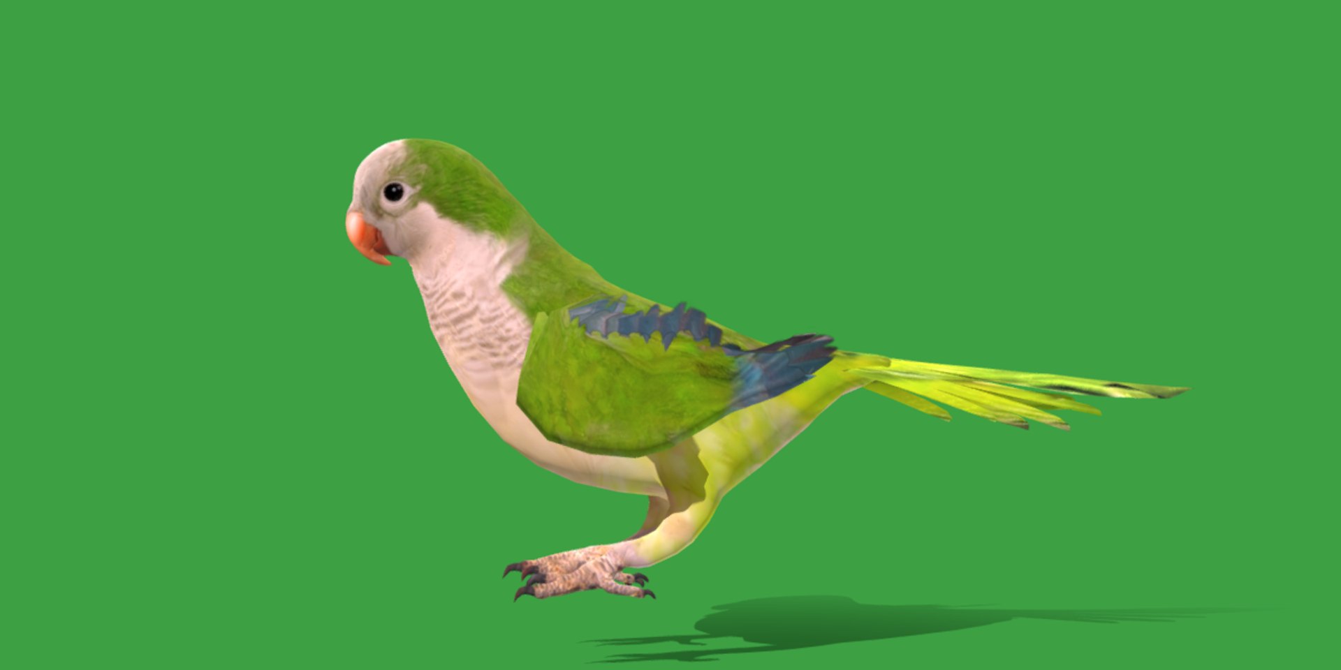 Monk Quaker Parrot Bird 3D Model - TurboSquid 2340060