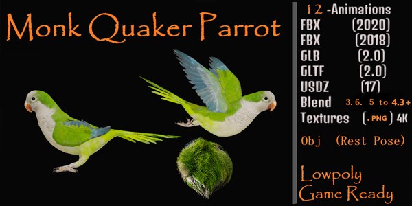 modelo 3d Pájaro monje loro cuáquero - TurboSquid 2340060