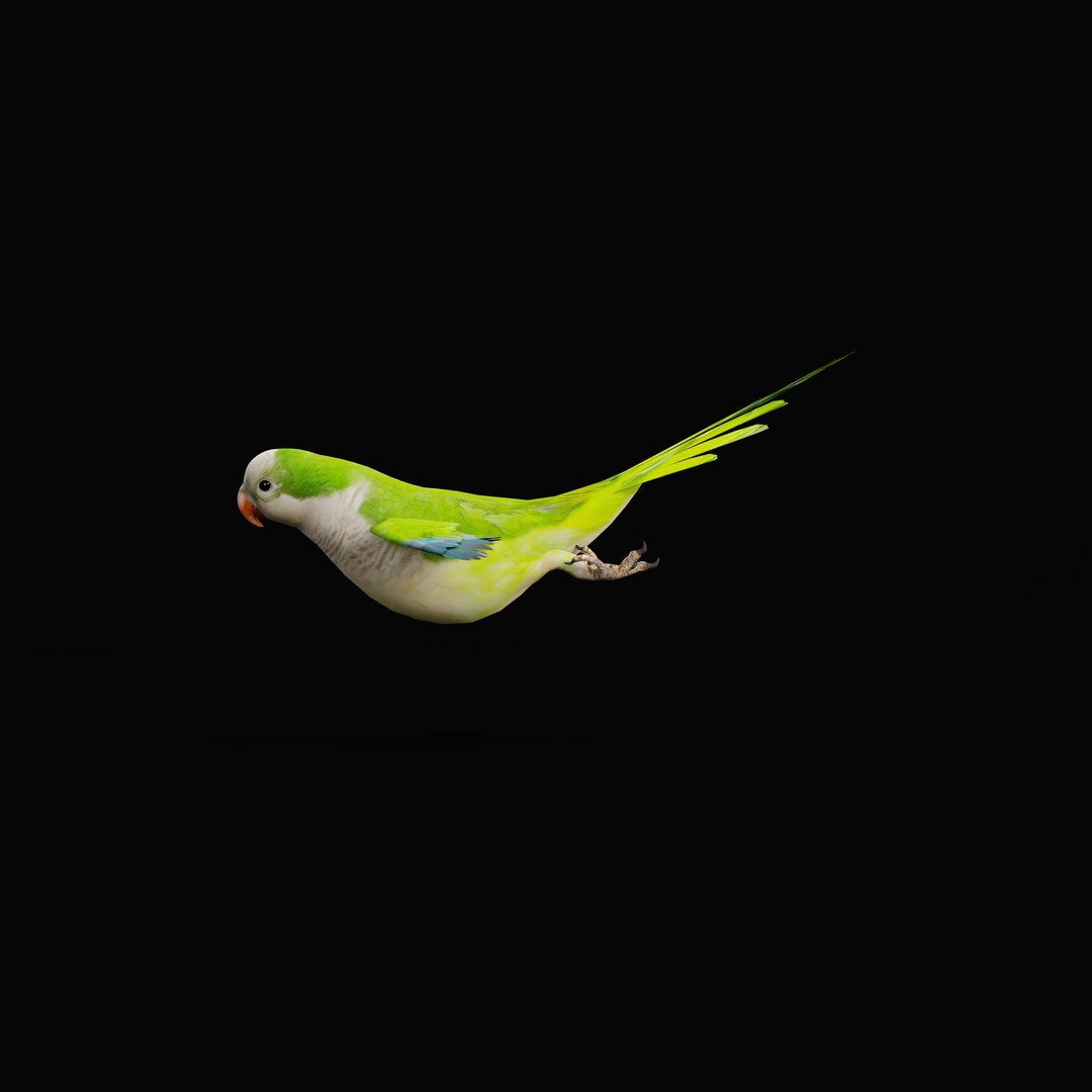 Monk Quaker Parrot Bird 3D Model - TurboSquid 2340060