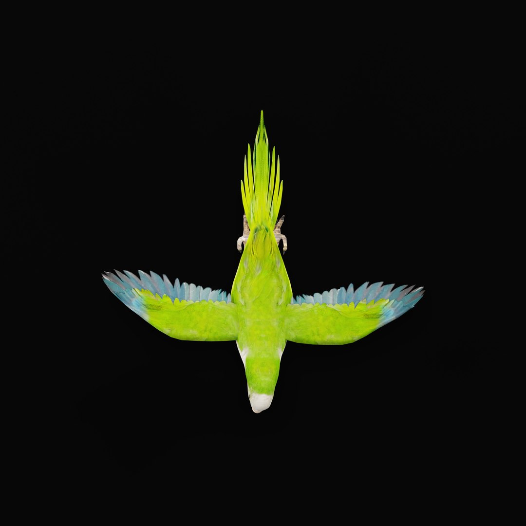 Monk Quaker Parrot Bird 3D Model - TurboSquid 2340060