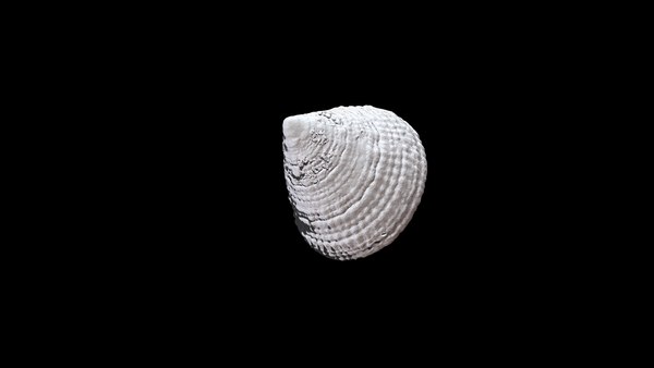 Seashell 017 3D CT scan model 3D model - TurboSquid 1846040