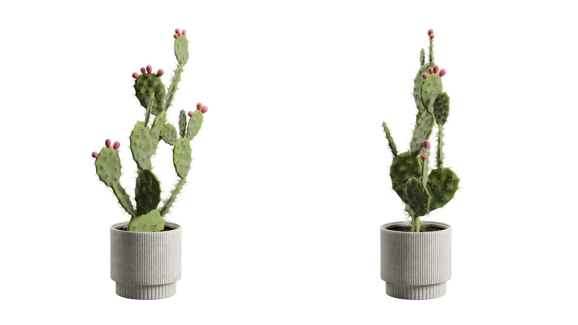 Cactus Opuntia 3D Model - TurboSquid 2200188
