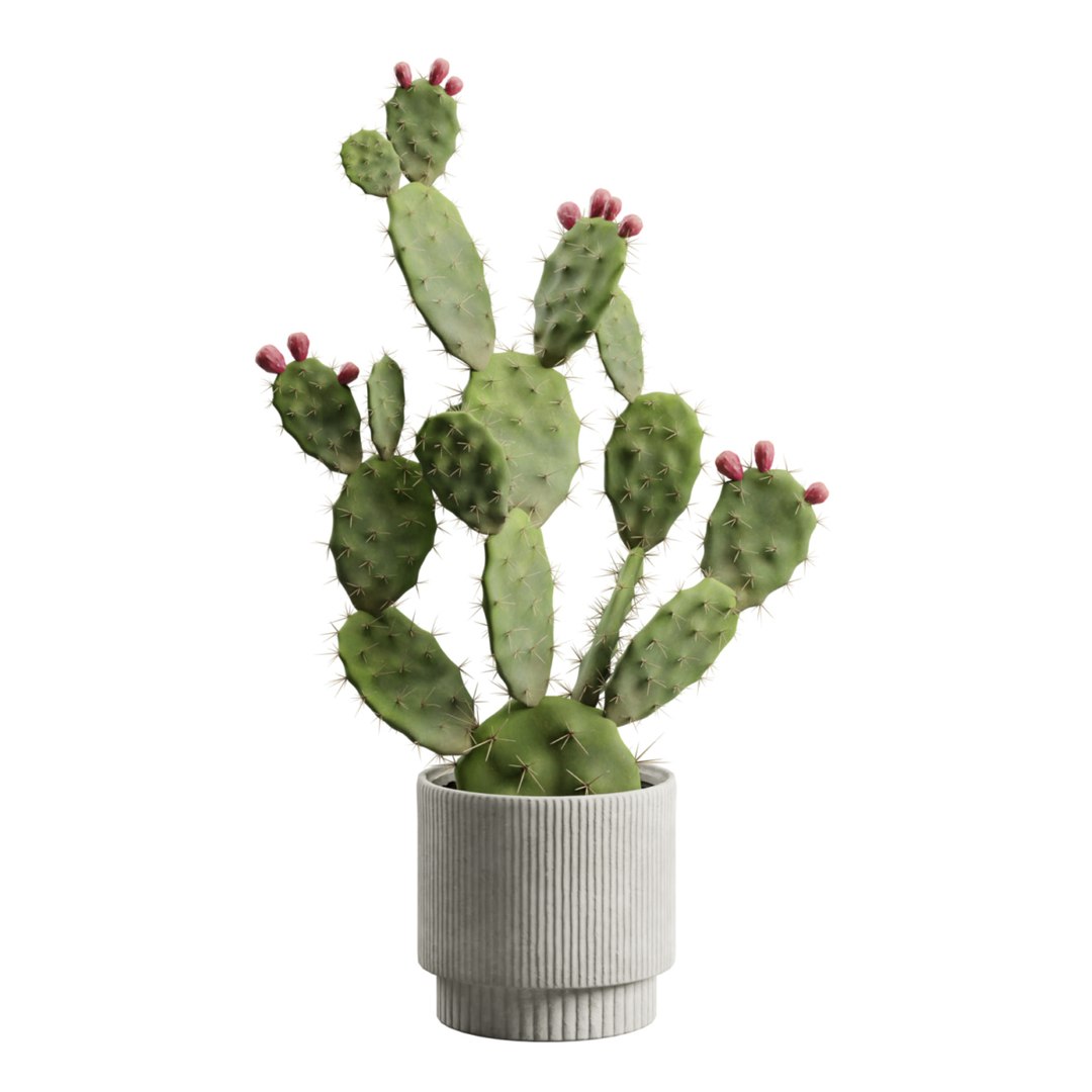 Cactus Opuntia 3D Model - TurboSquid 2200188