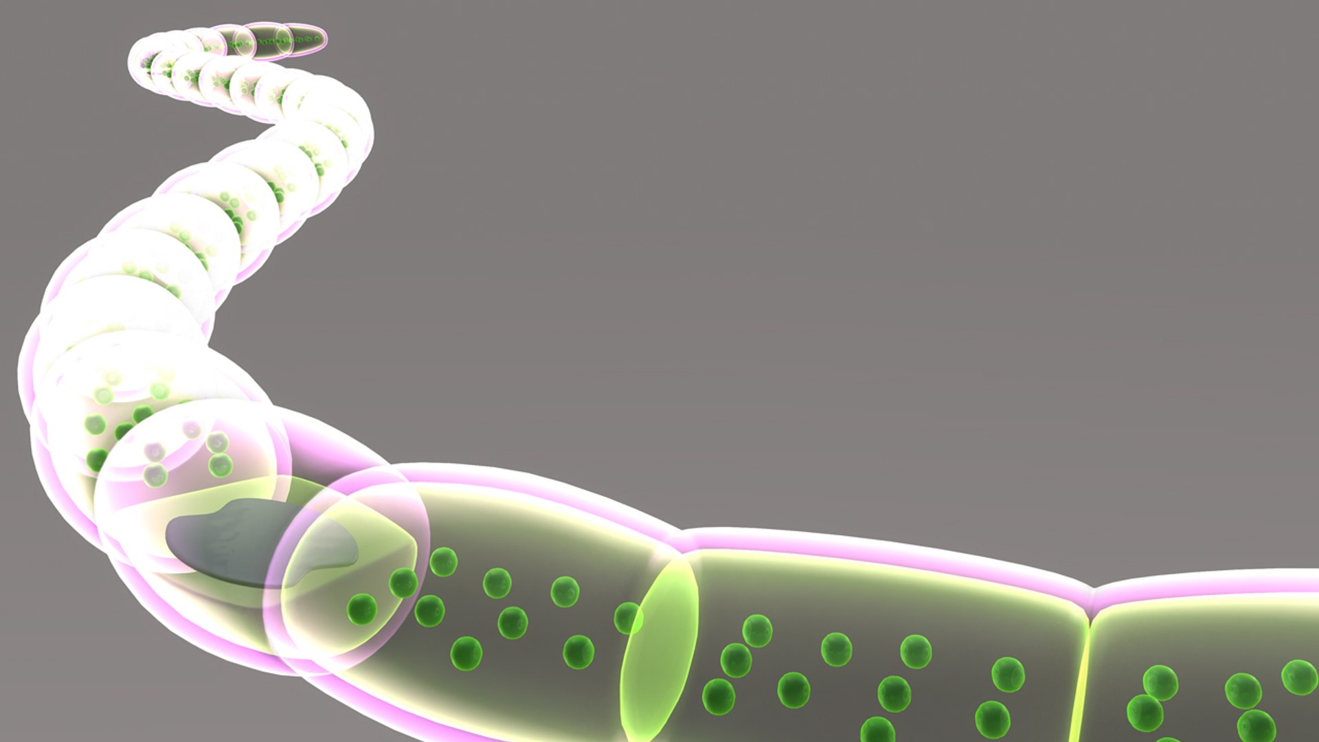 3d Model Of Nostoc