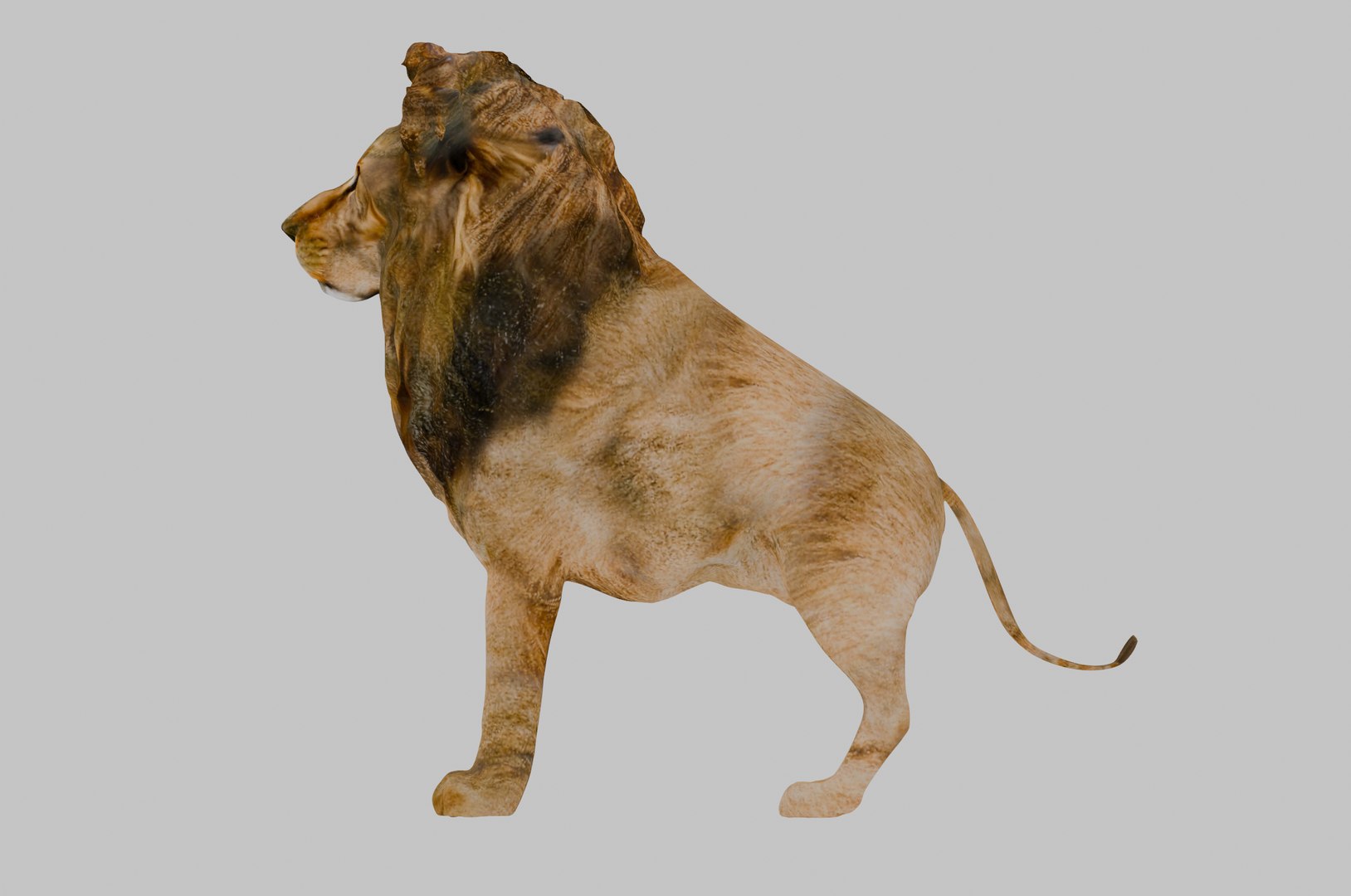 3D Lion Standing Model - TurboSquid 2261642