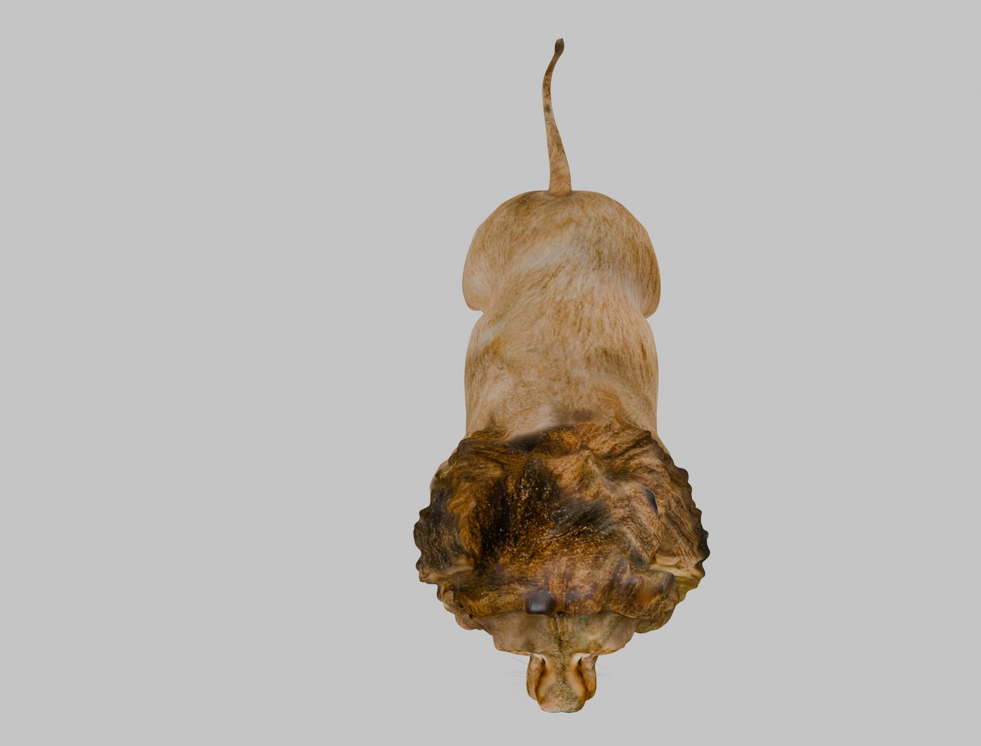 3D Lion Standing Model - TurboSquid 2261642