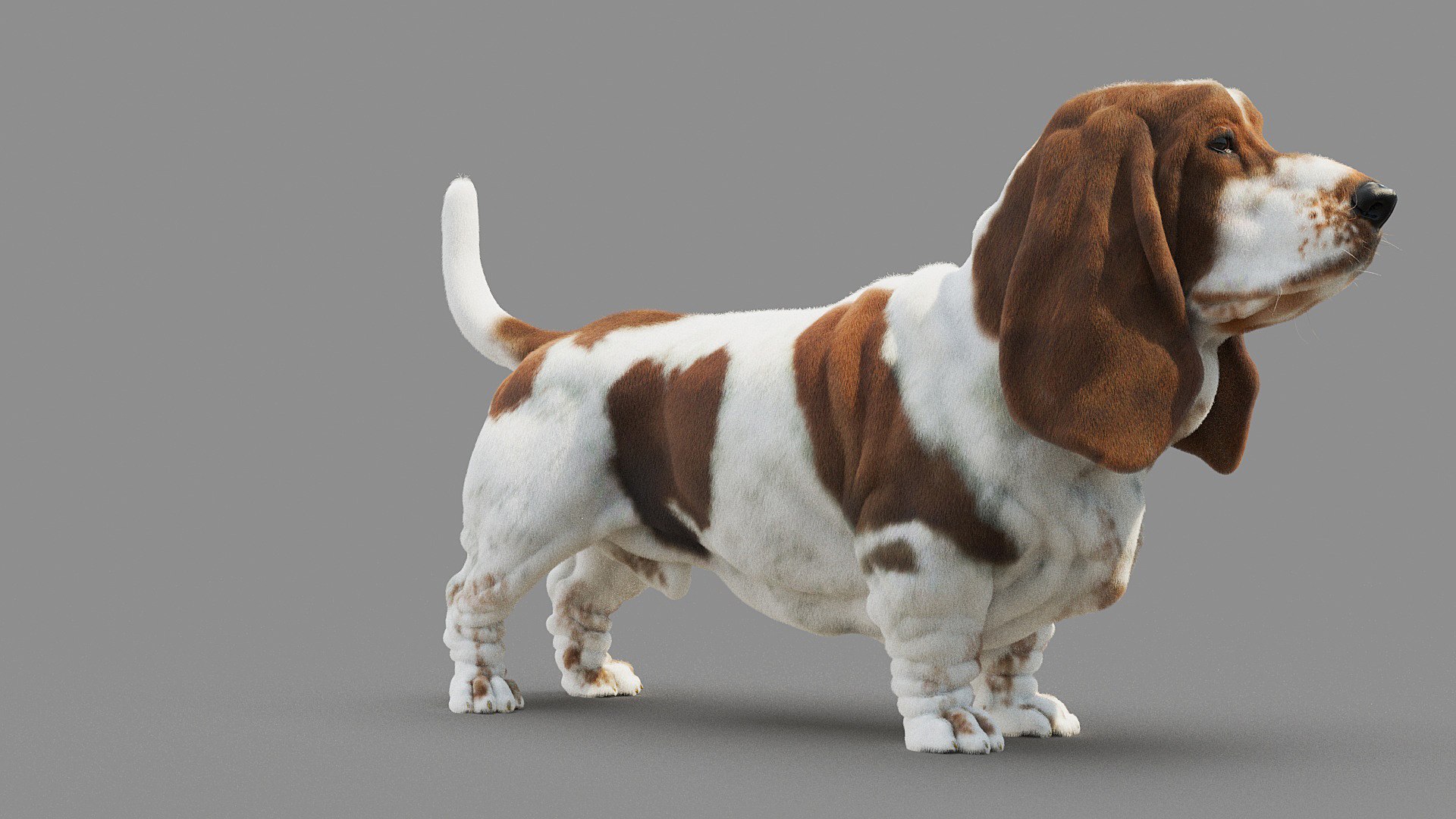 3D Dogs Collections VrayFur model - TurboSquid 1743734