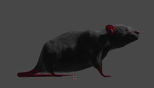 Blender Rat Models | TurboSquid