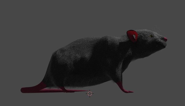 Blender Rat Models | TurboSquid