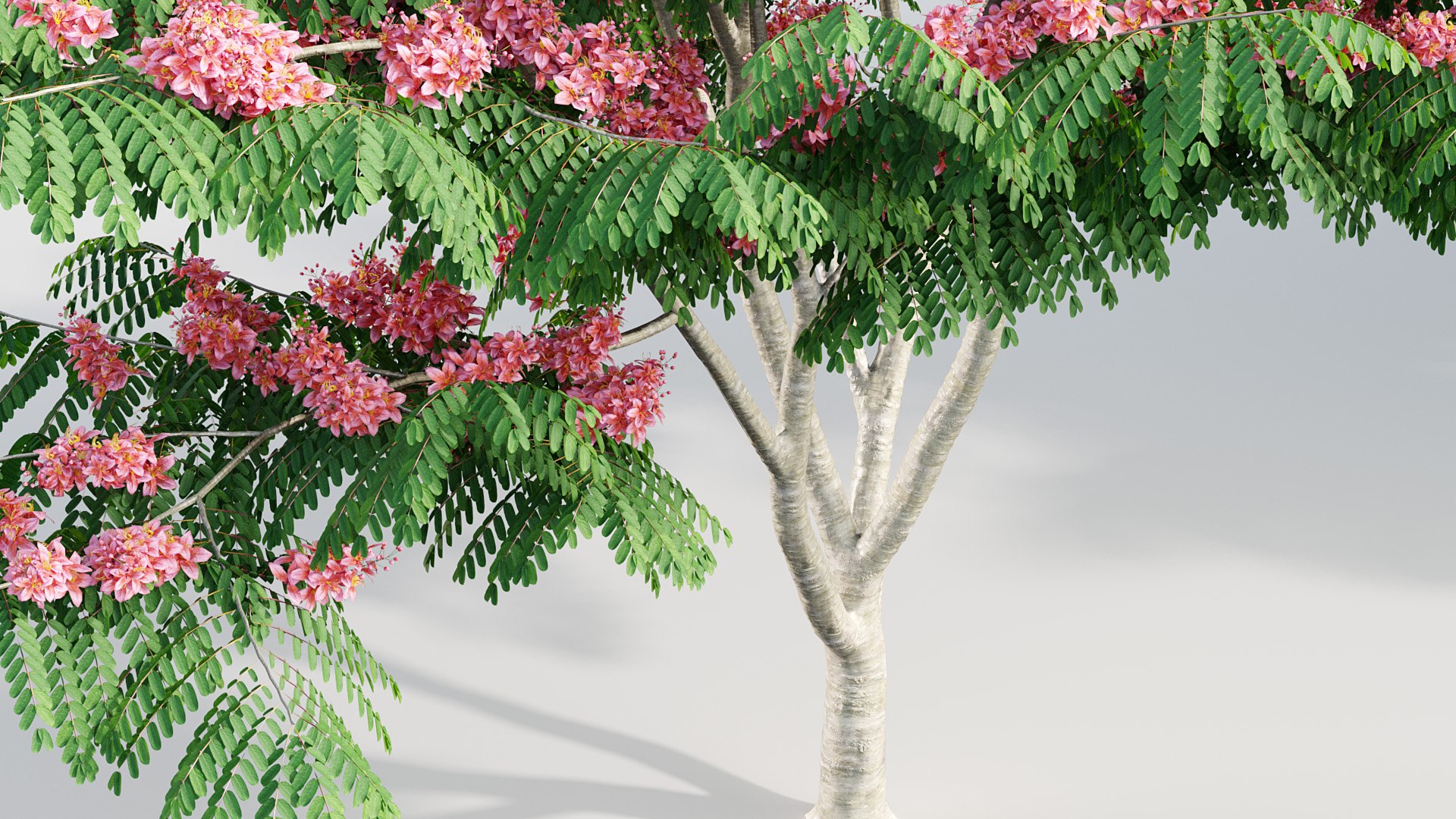 3D Cassia Javanica Java Cassia 3D Model Model - TurboSquid 2117818