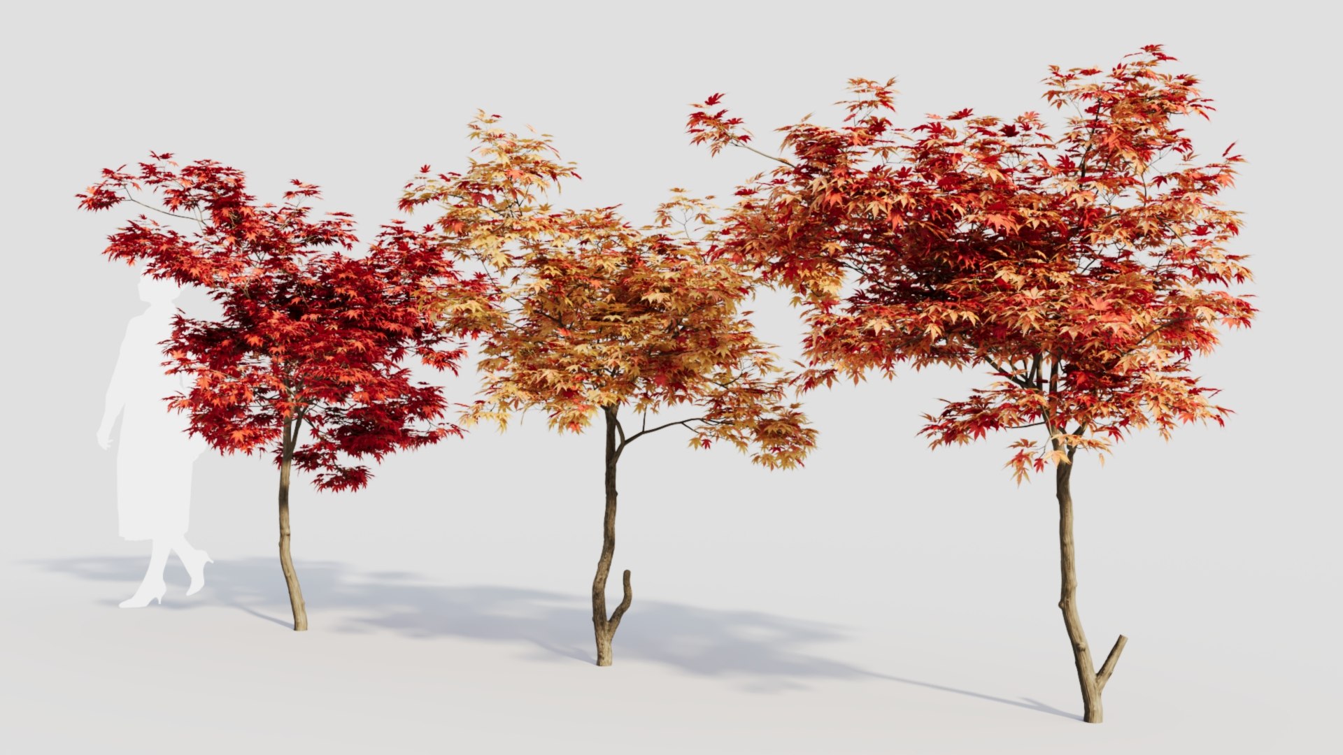 3D Model Acer Palmatum A - TurboSquid 2254678