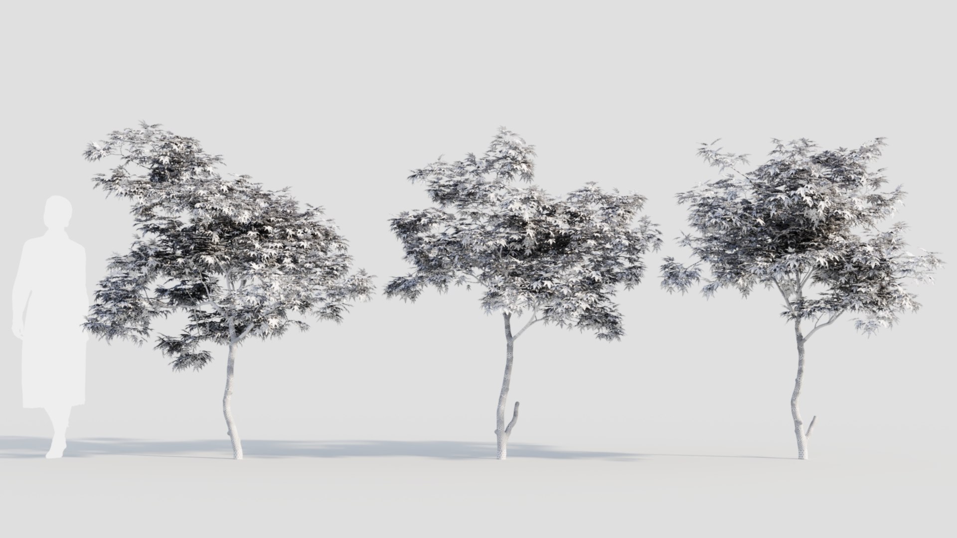 3D Model Acer Palmatum A - TurboSquid 2254678