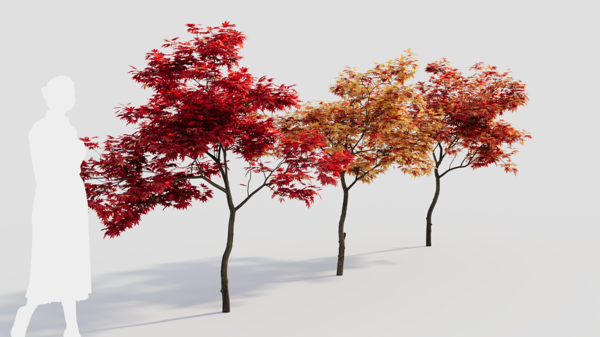 3D Model Acer Palmatum A - TurboSquid 2254678