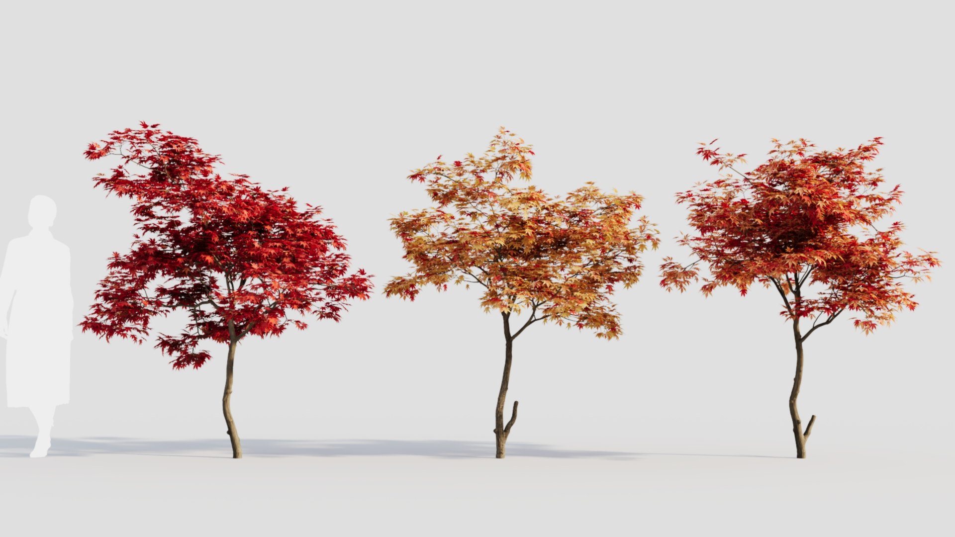 3D Model Acer Palmatum A - TurboSquid 2254678