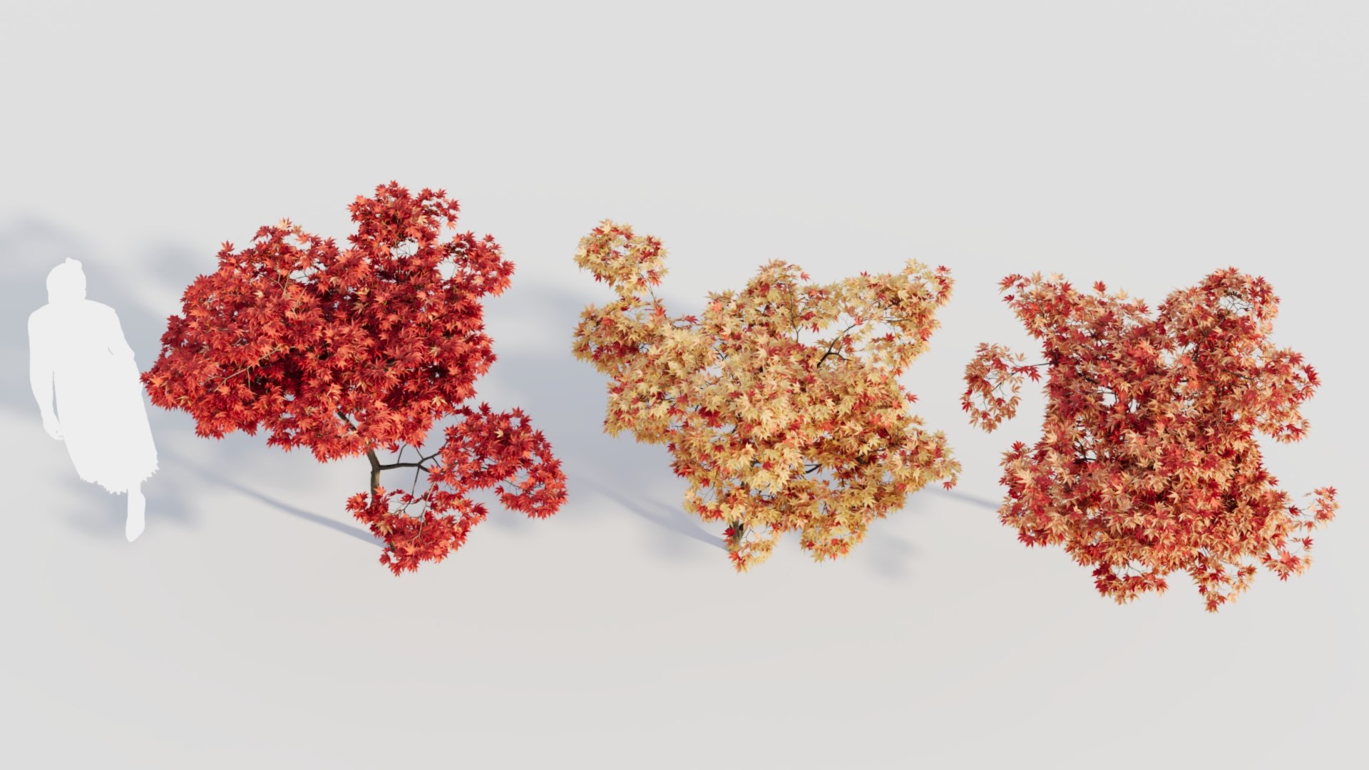 3D Model Acer Palmatum A - TurboSquid 2254678