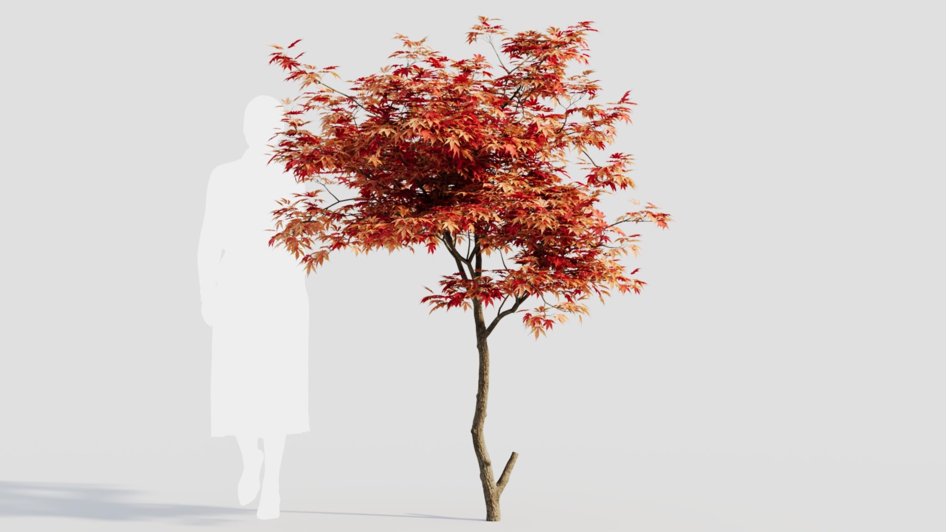3D Model Acer Palmatum A - TurboSquid 2254678