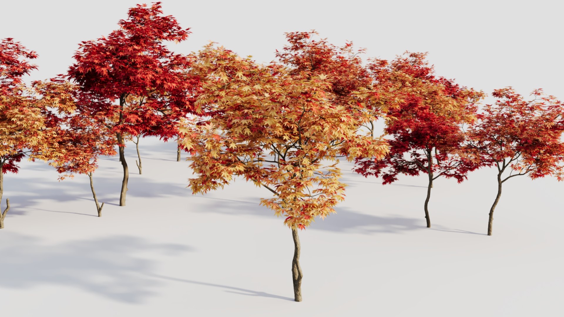 3D Model Acer Palmatum A - TurboSquid 2254678