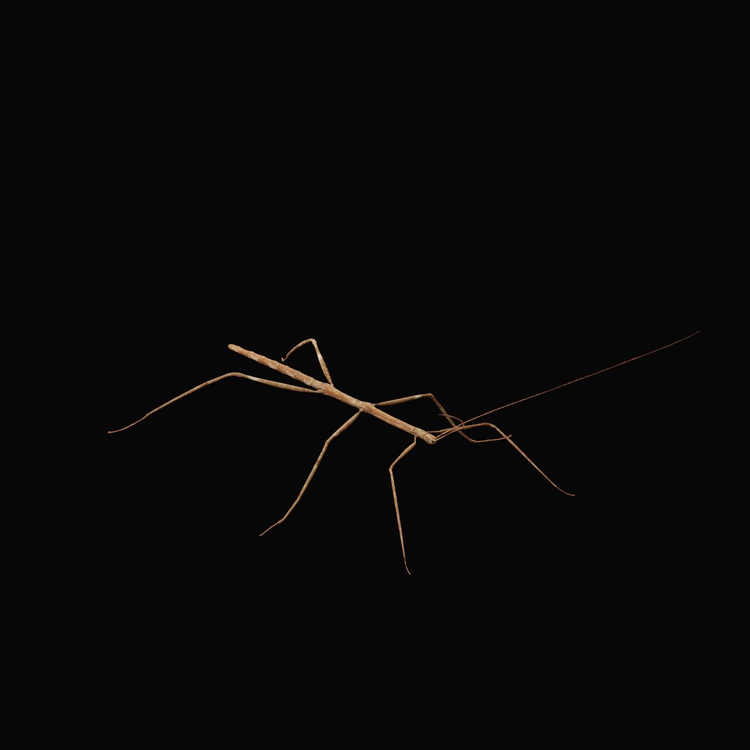 Giant Stick Insect Model - TurboSquid 2384473