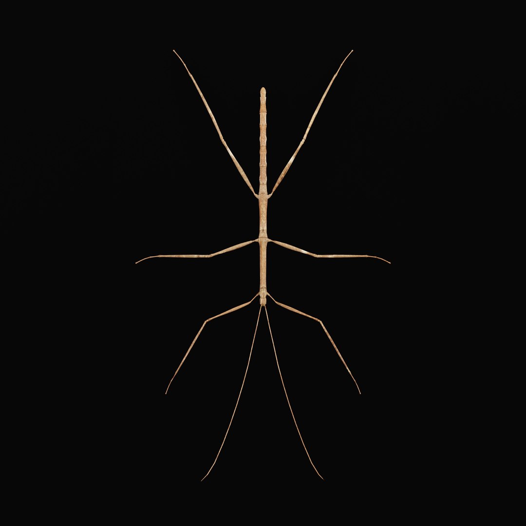 Giant Stick Insect Model - TurboSquid 2384473