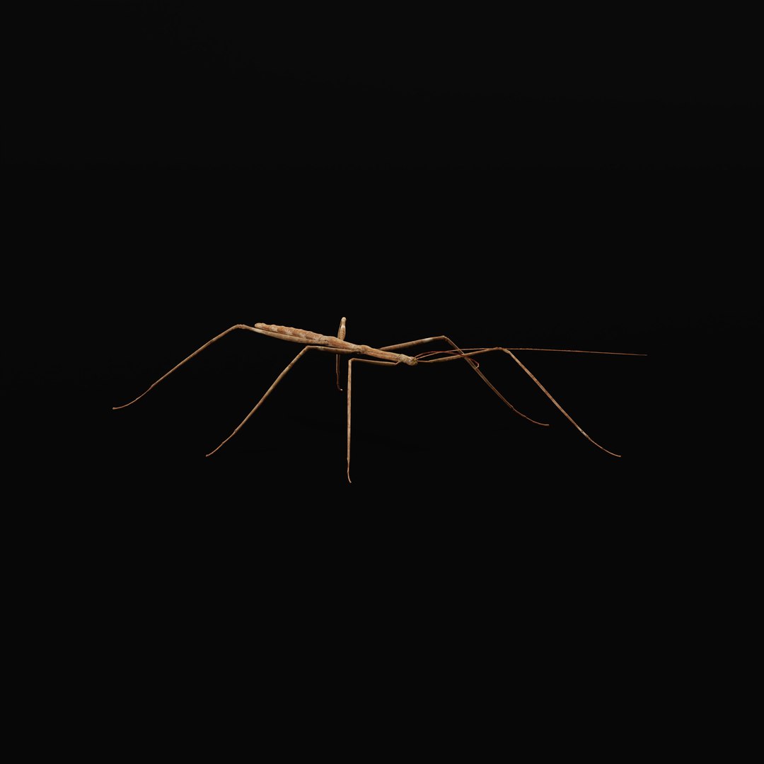 Giant Stick Insect Model - TurboSquid 2384473