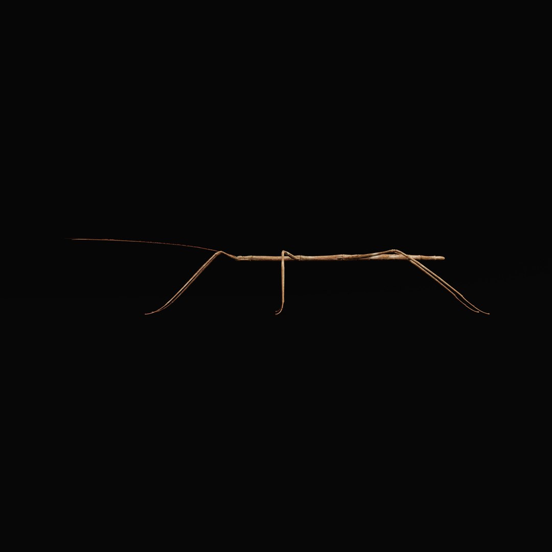 Giant Stick Insect Model - TurboSquid 2384473
