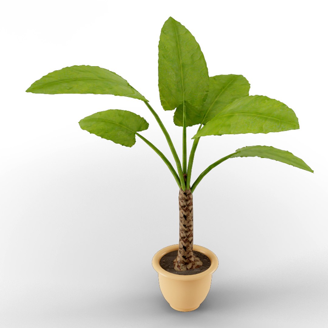 3d Model Small Plant