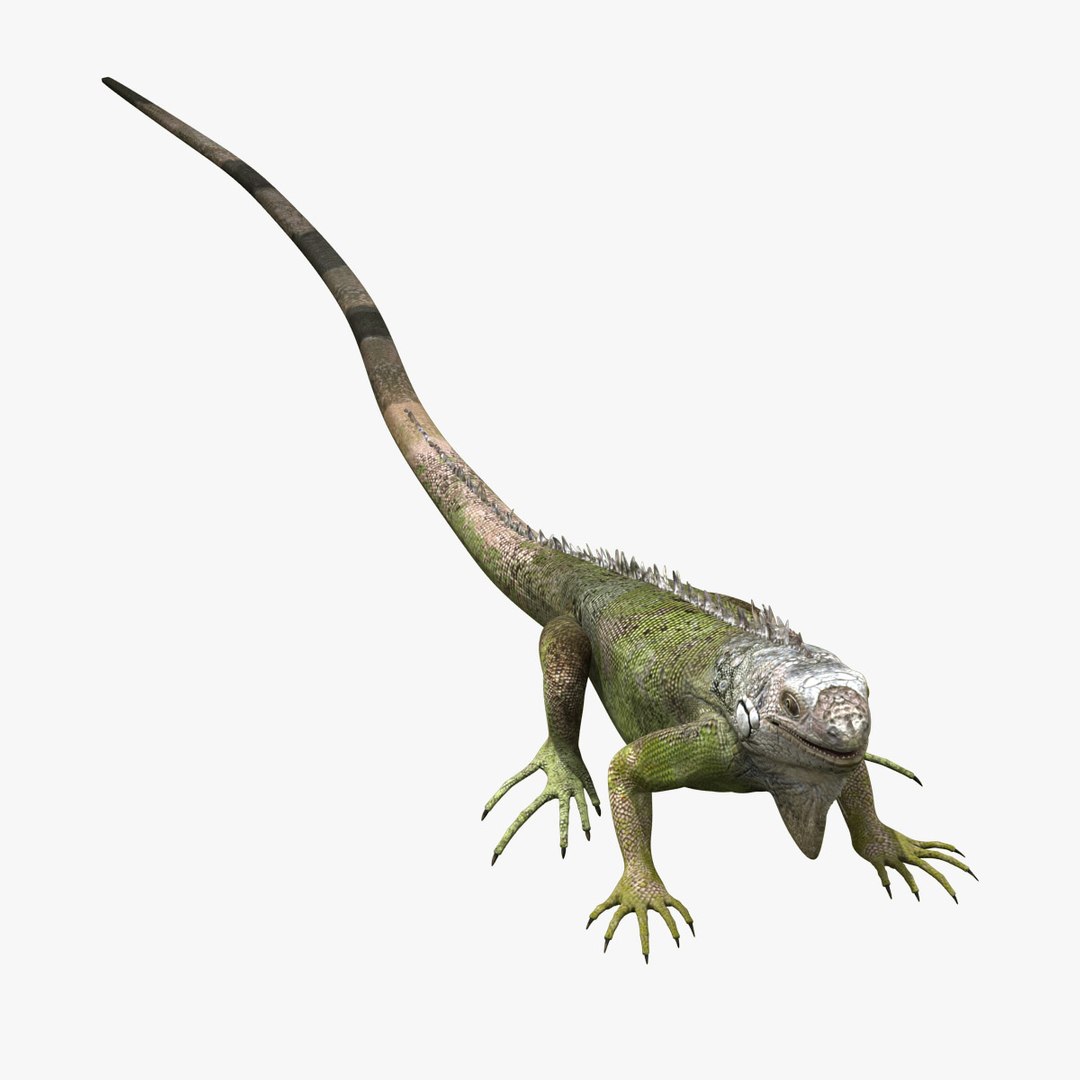 Photorealistic Iguana 3d Model