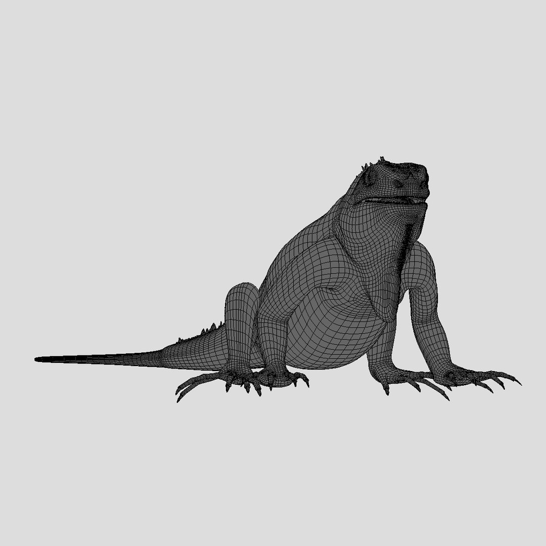 Photorealistic Iguana 3d Model