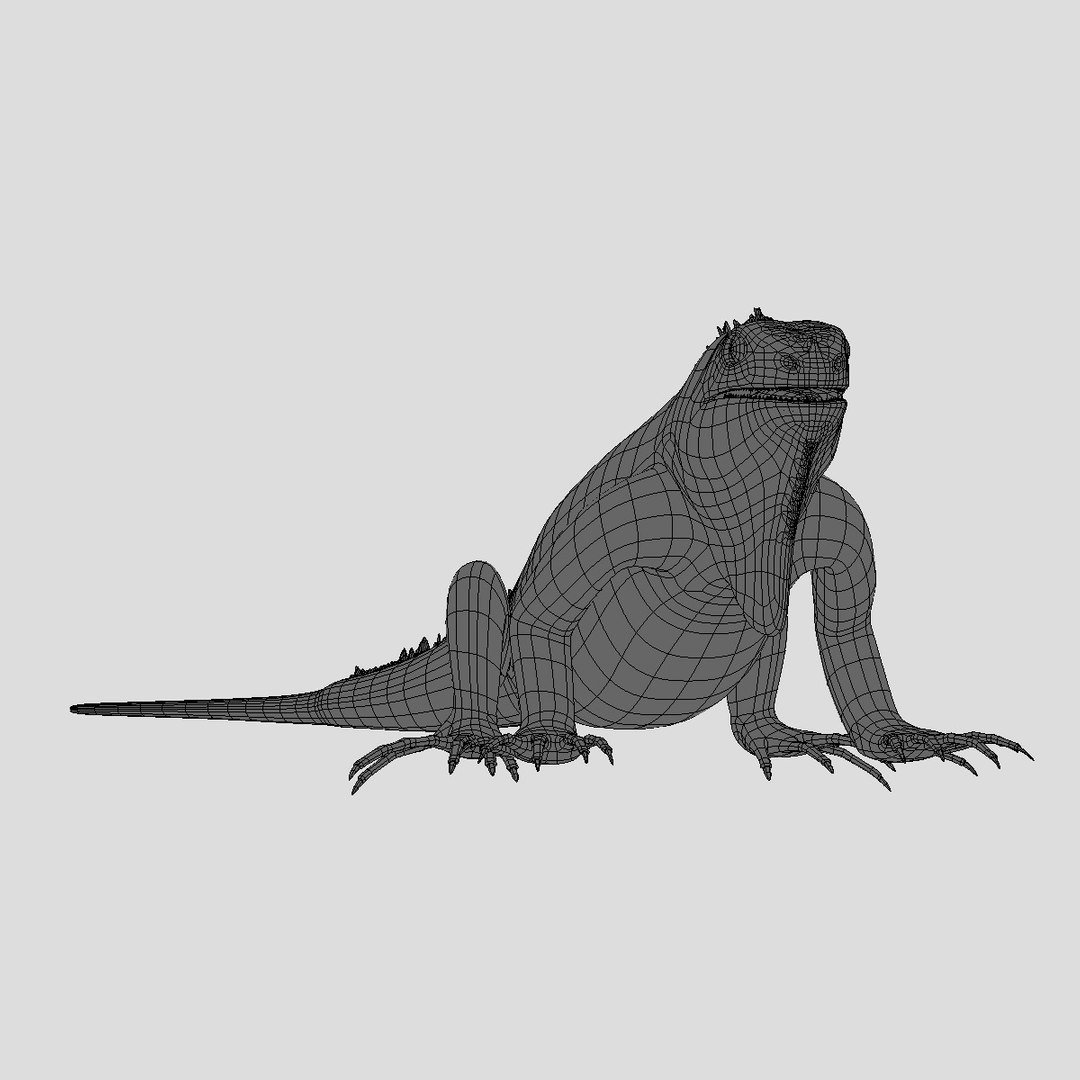 Photorealistic Iguana 3d Model