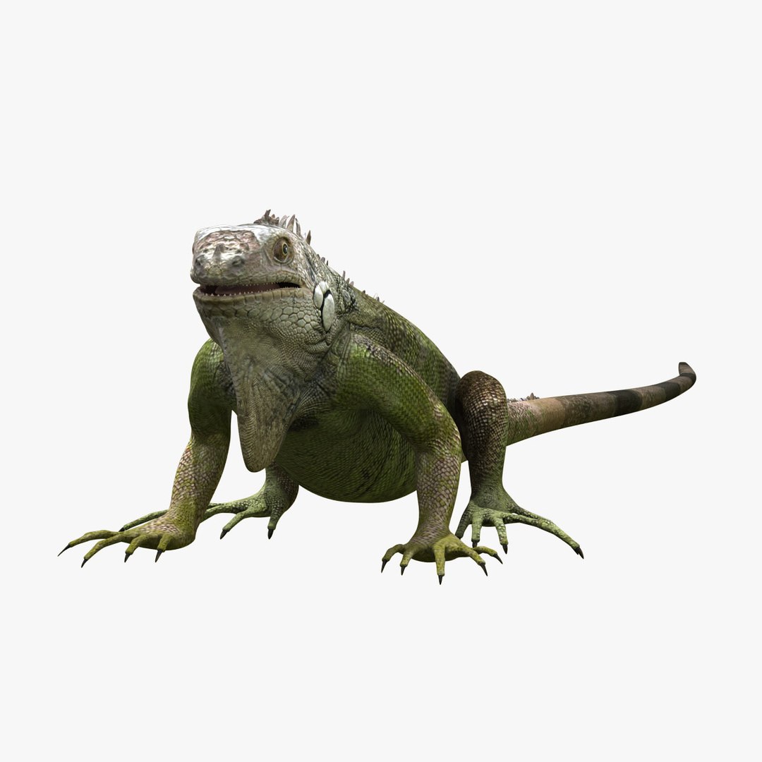 Photorealistic Iguana 3d Model