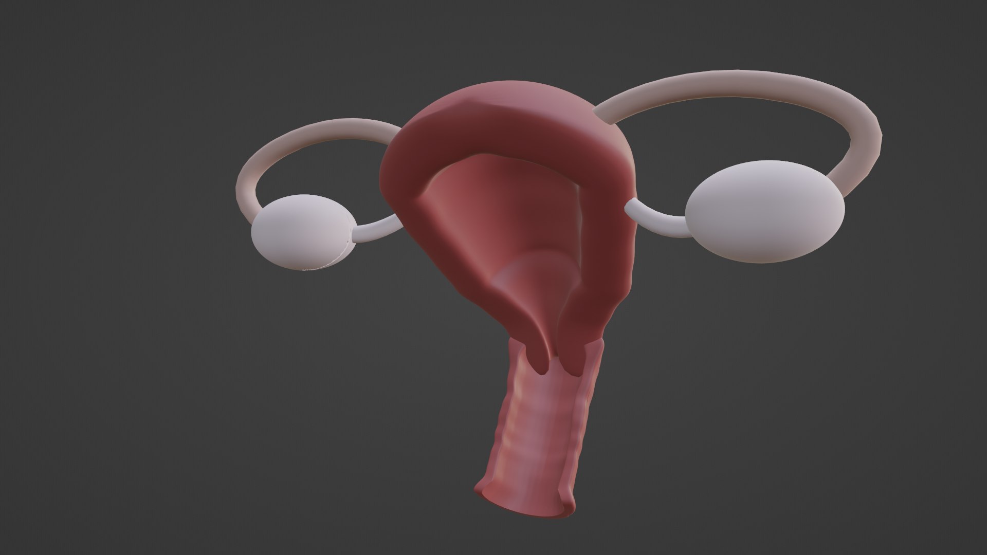 3D Female Reproductive System V2 - TurboSquid 2084000