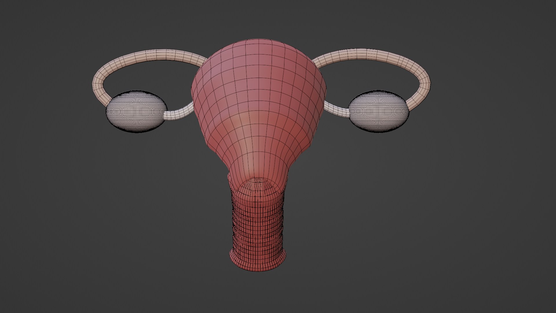 3D Female Reproductive System V2 - TurboSquid 2084000