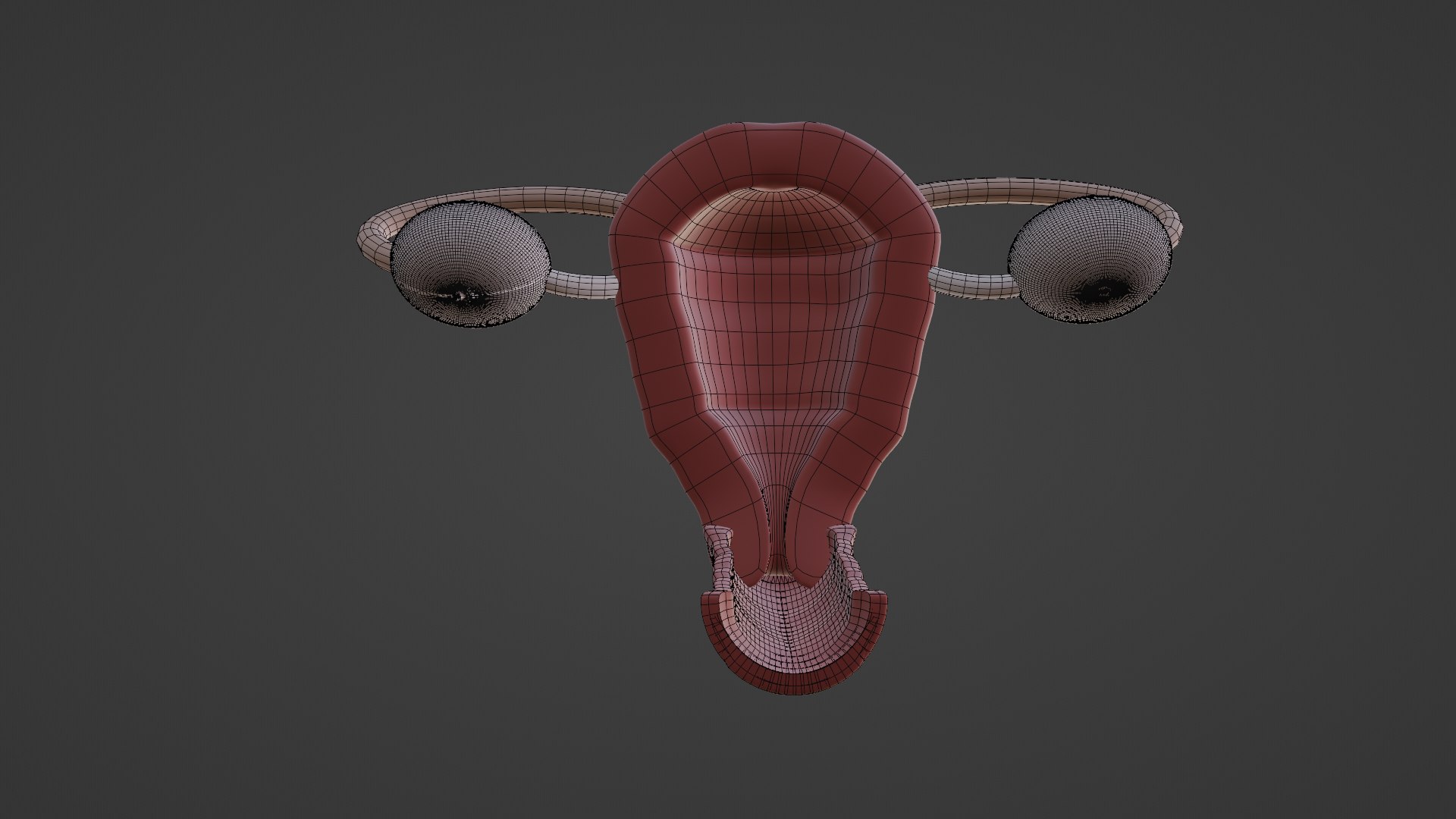 3D Female Reproductive System V2 - TurboSquid 2084000