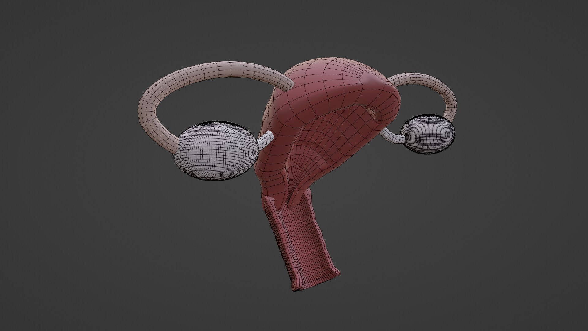 3D Female Reproductive System V2 - TurboSquid 2084000